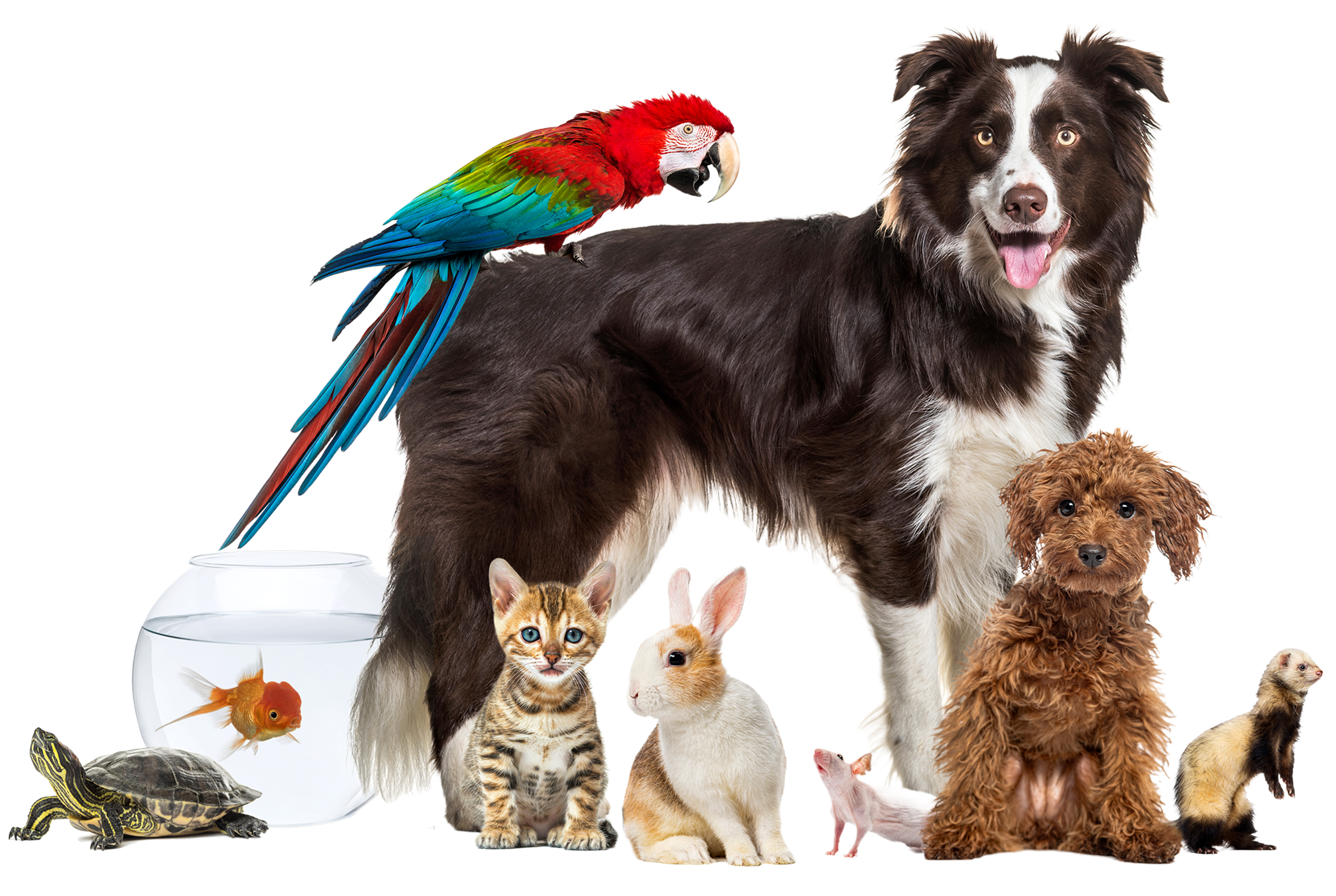How to Express Cat Bladder: Expert In-Home Care for Your Cat